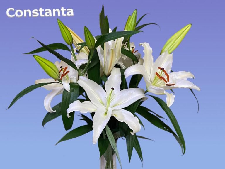 コンスタンタゆりconstantaオリエンタルユリ白い花