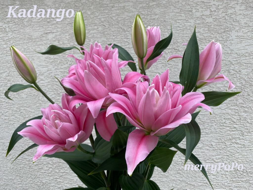 カダンゴ 八重咲きピンクのユリ農家